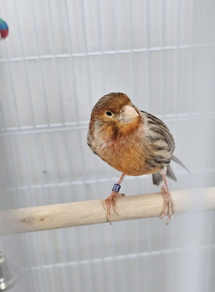 Thinking About A Canary For Your Family? Honest Beginner's Guide — 35 Years